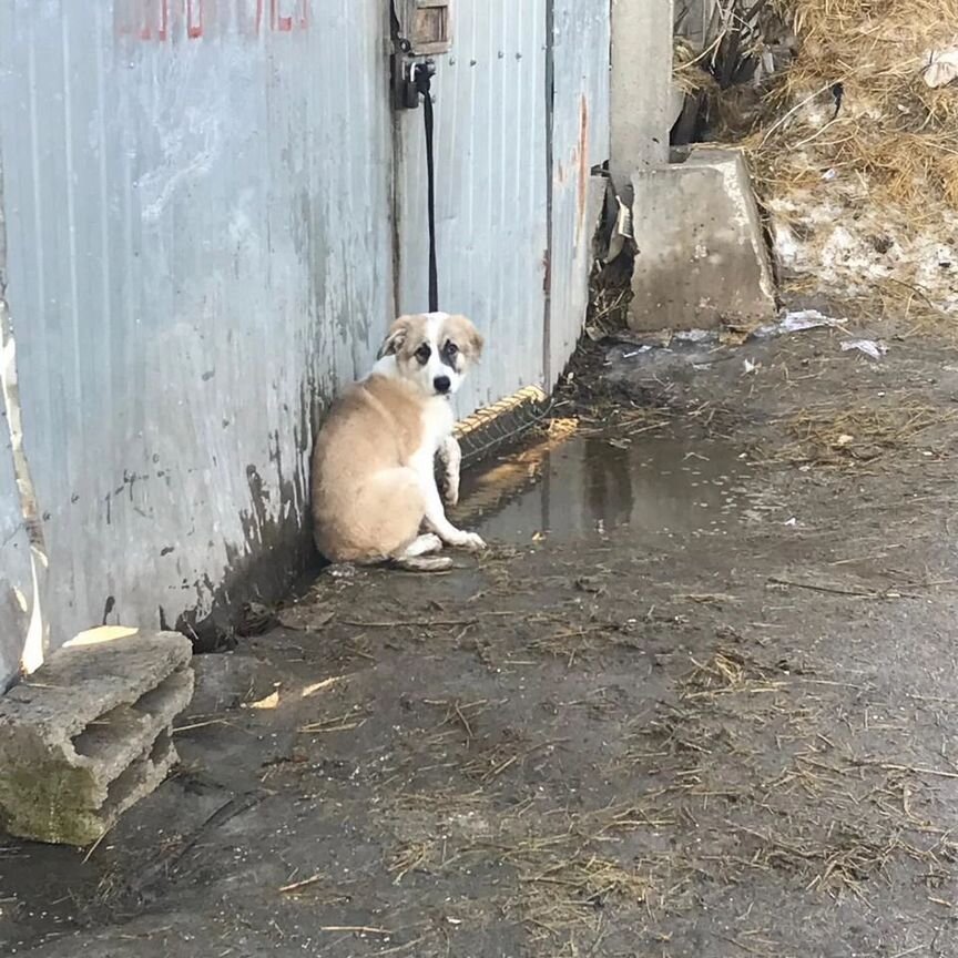 Щенка привязали в луже у приюта
