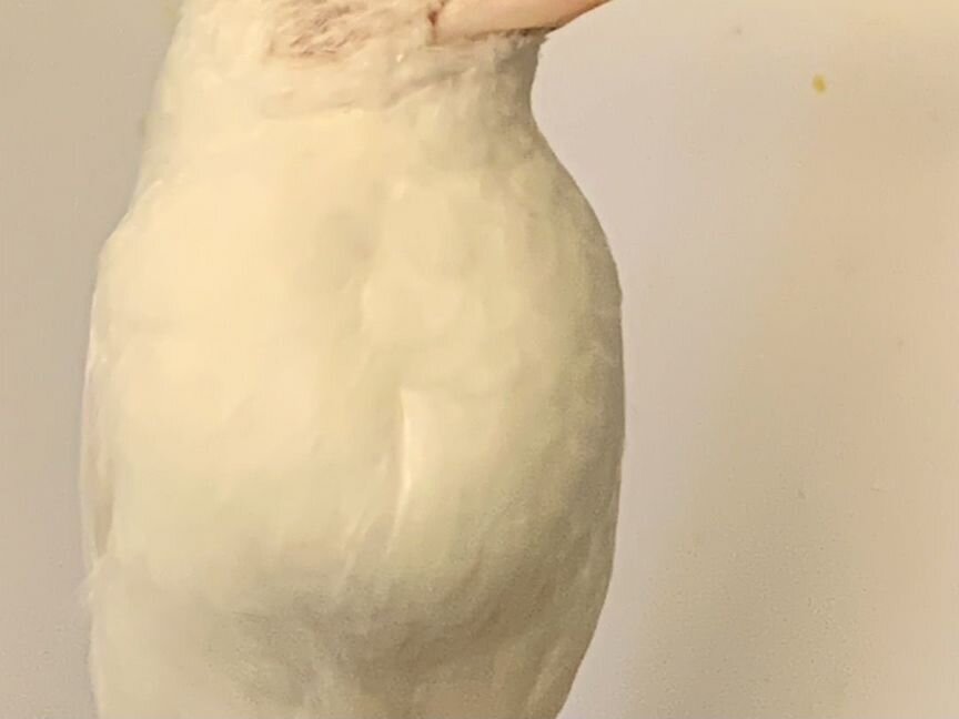 Японские амадины