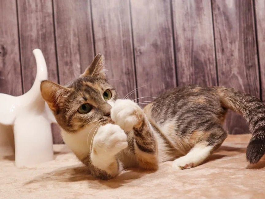 Спасенная с улицы кошка, ищет дом