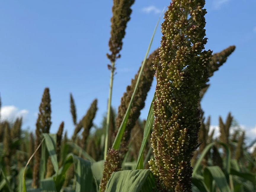 Колоски чумизы