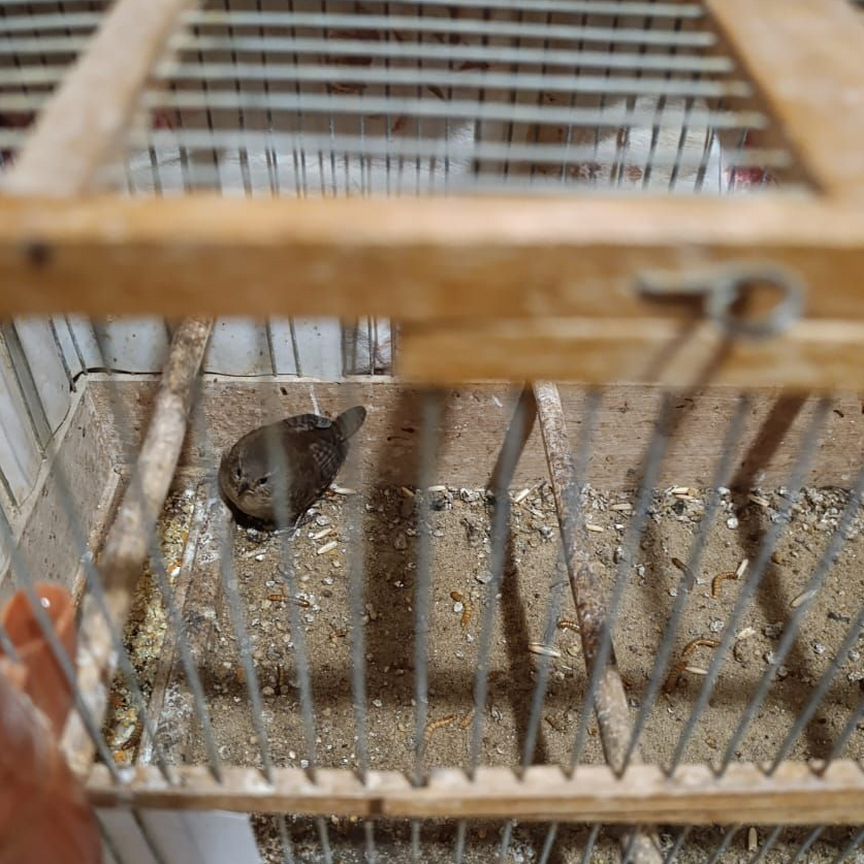 Птичка Крапивник