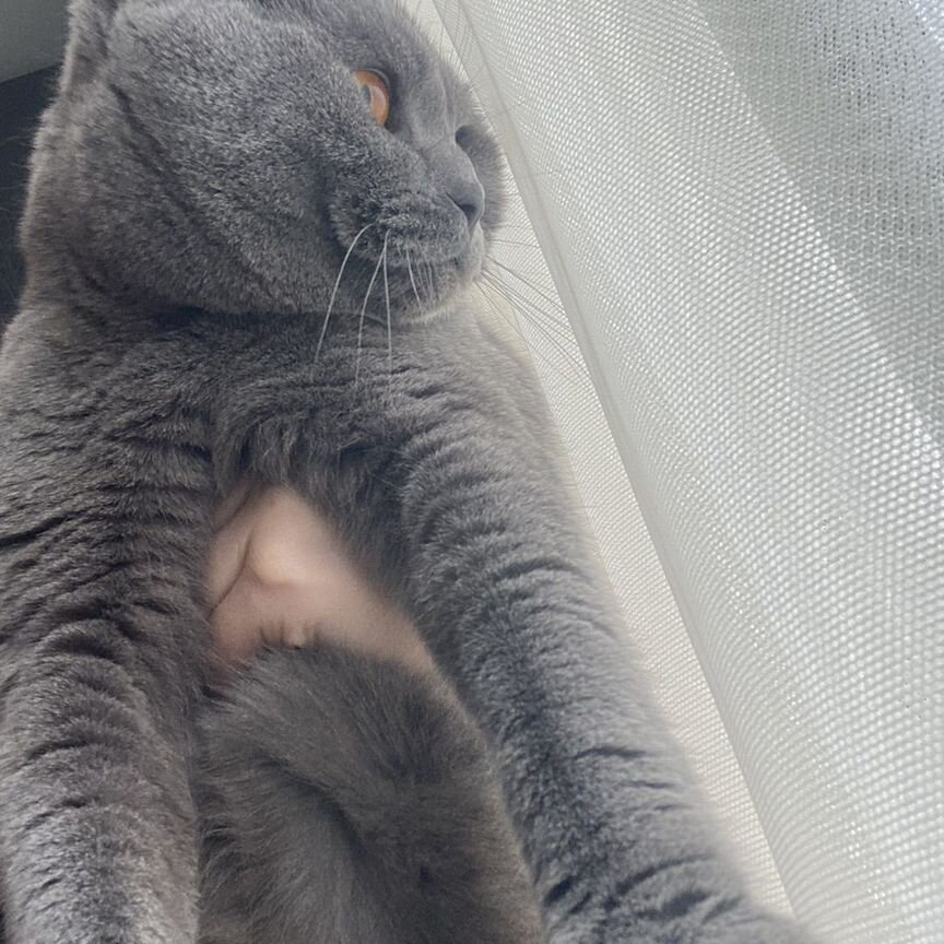 Шотландские вислоухие