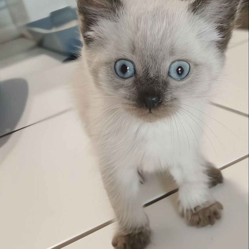 Тайские котята