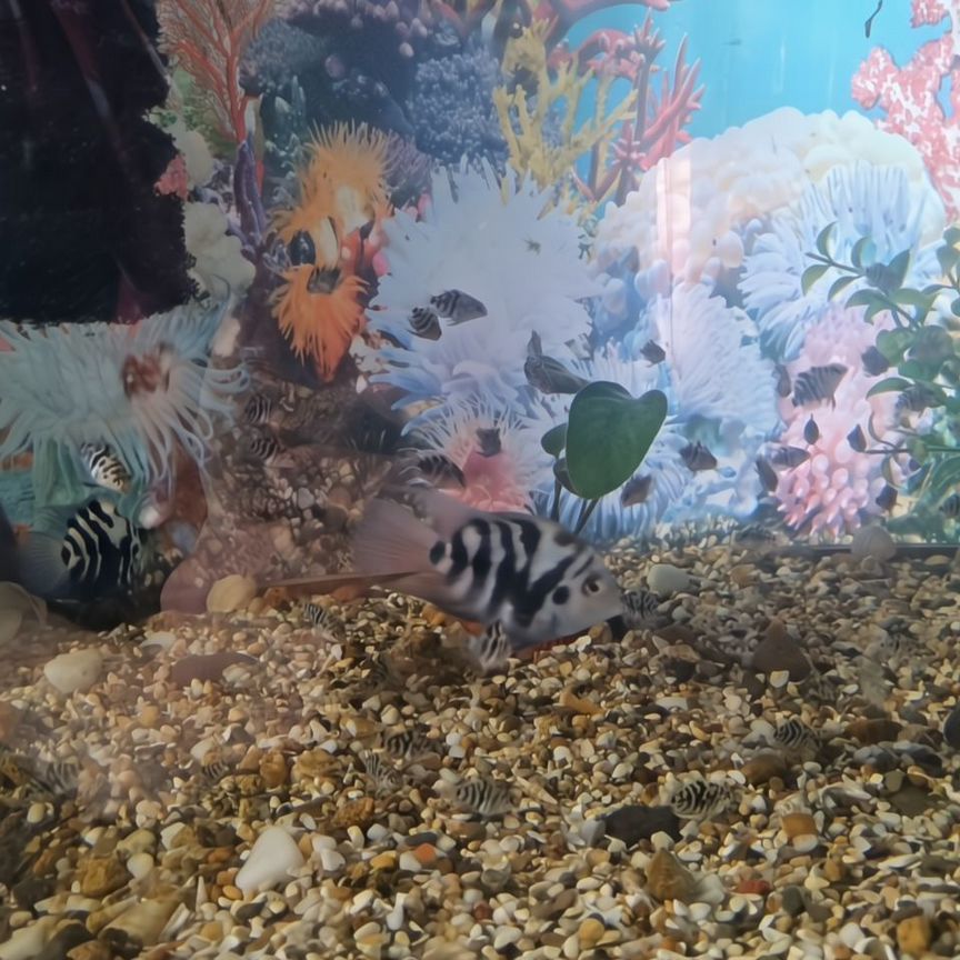 Мальки цихлиды