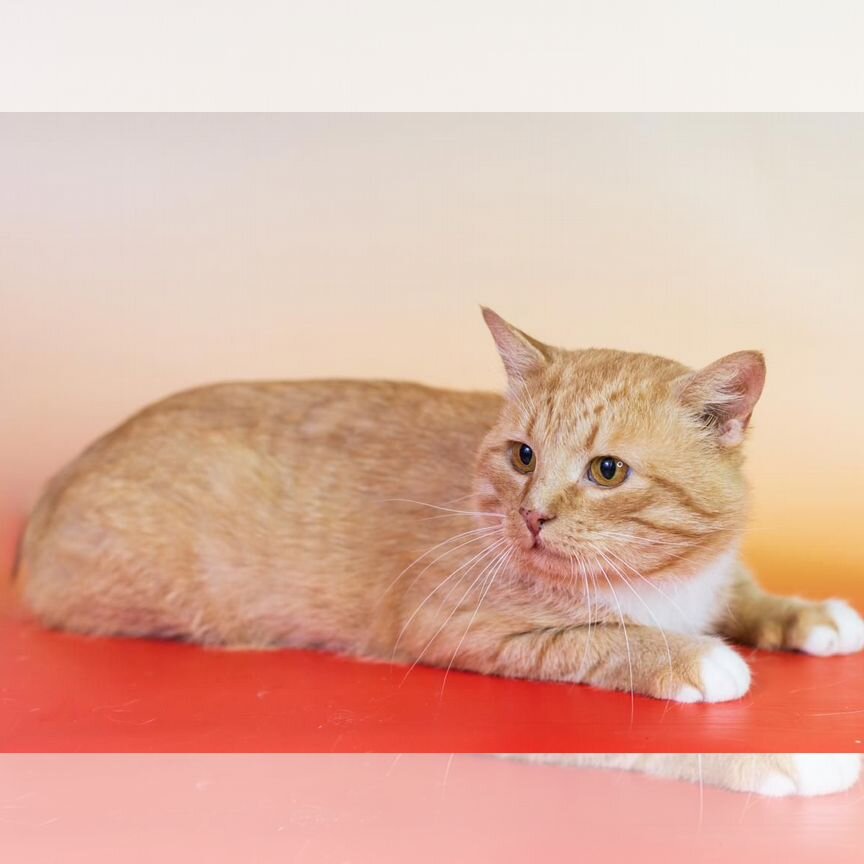 Котик в добрые руки