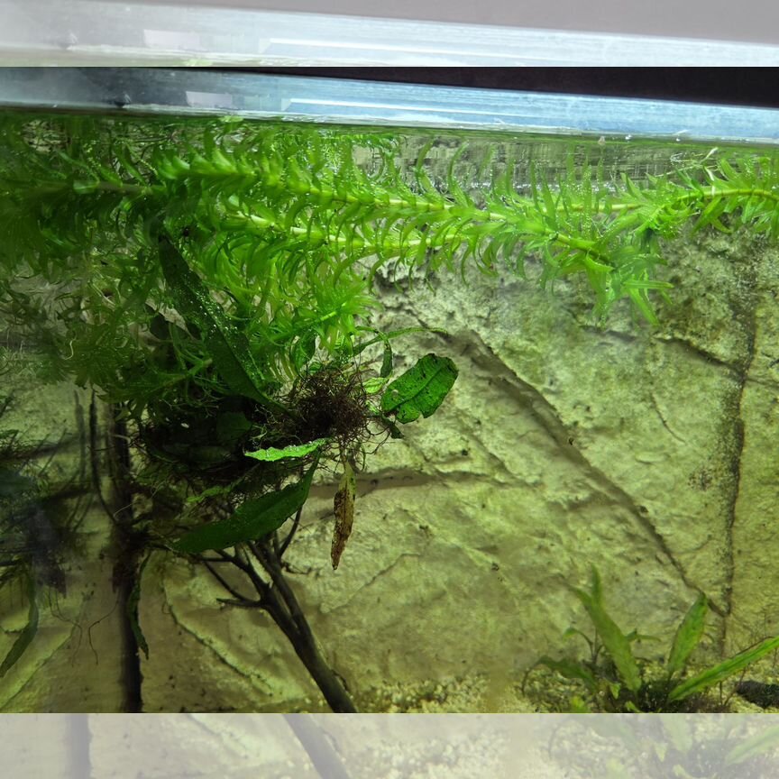 Аквариумные растения, прополка