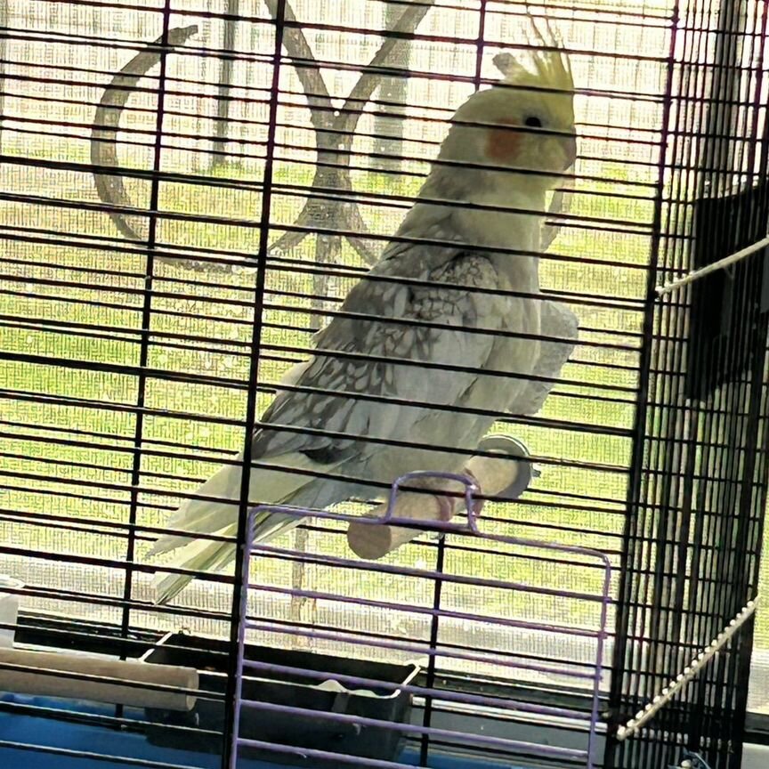 Попугай корелла с клеткой