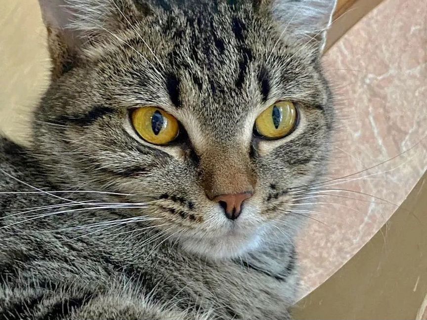 Полосатенькая кошечка в добрые руки