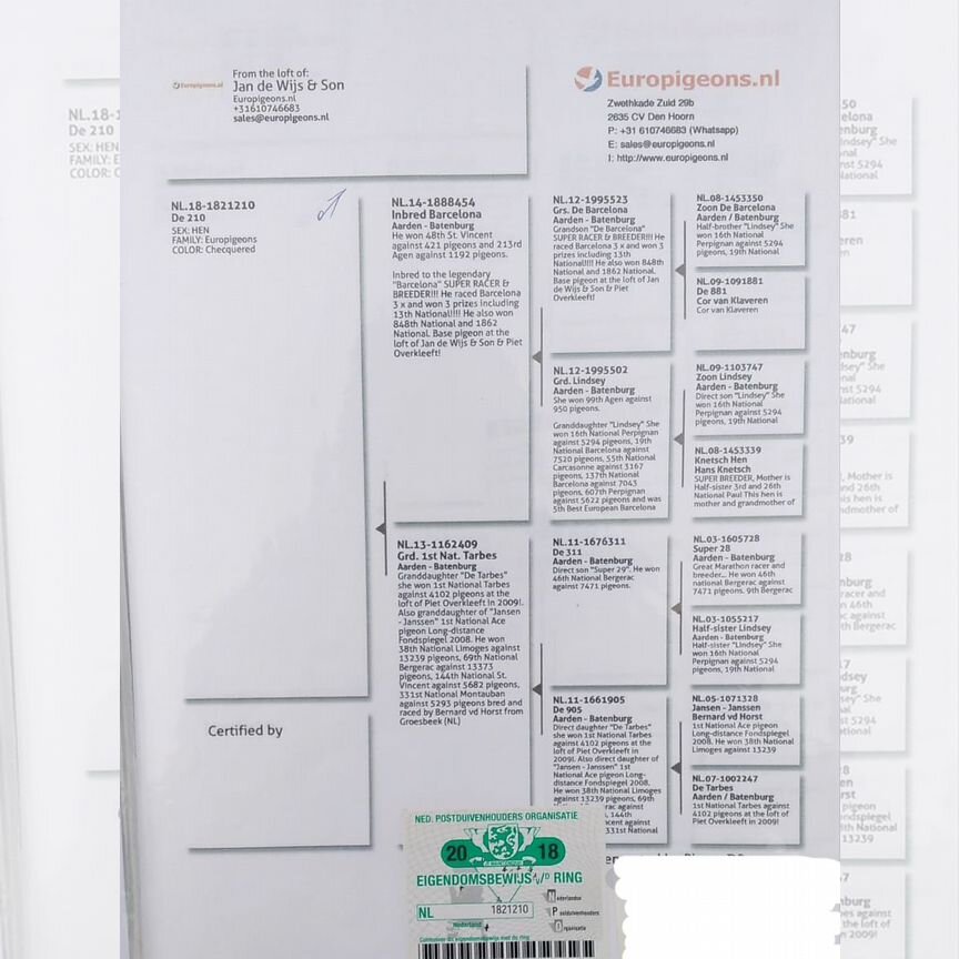 Голуби птицы москва и московская область