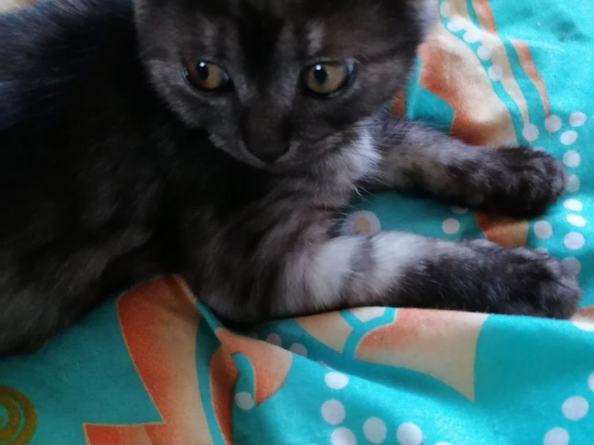 Кошечка
