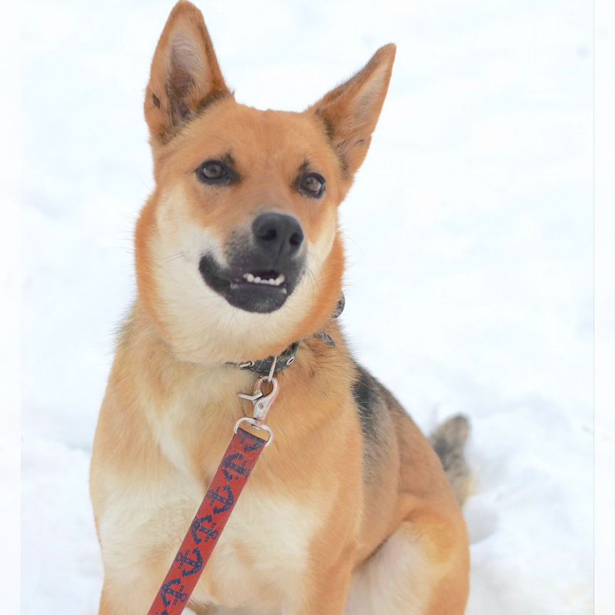 Дейзи в поисках достойных хозяев