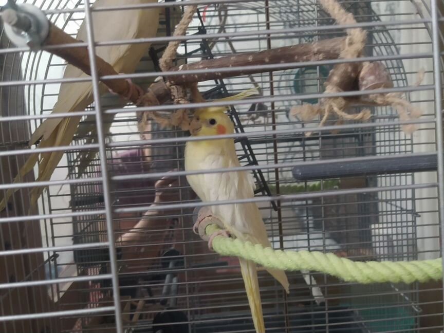 Попугай корелла с клеткой