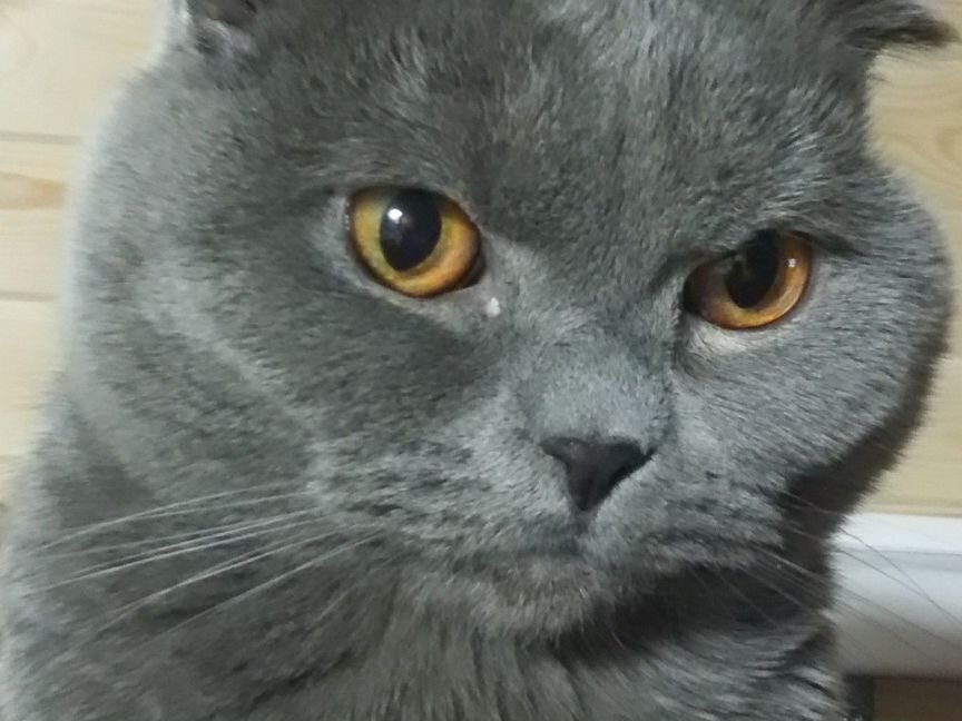 Британский Вислоухий кот