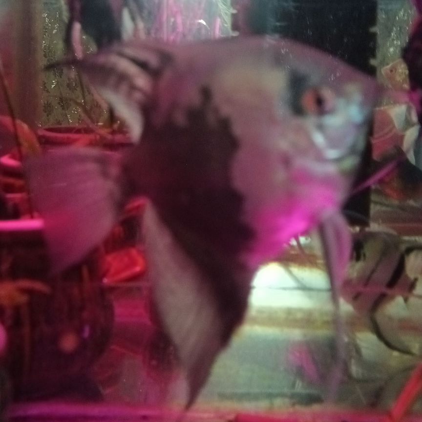 Скалярии,тернеции