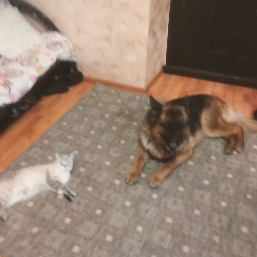 Немецкая овчарка, вязка