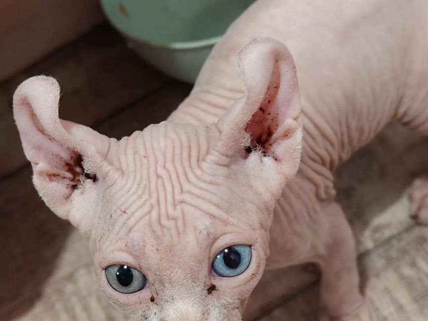 Канадский сфинкс эльф