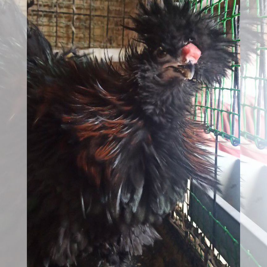 Китайские петухи,курчавые-шёлковый, сизли кудрявые