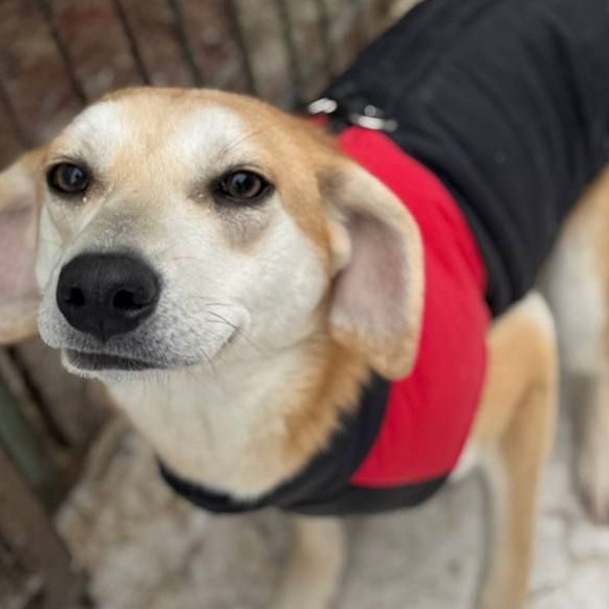 Взрослая собака в добрые руки