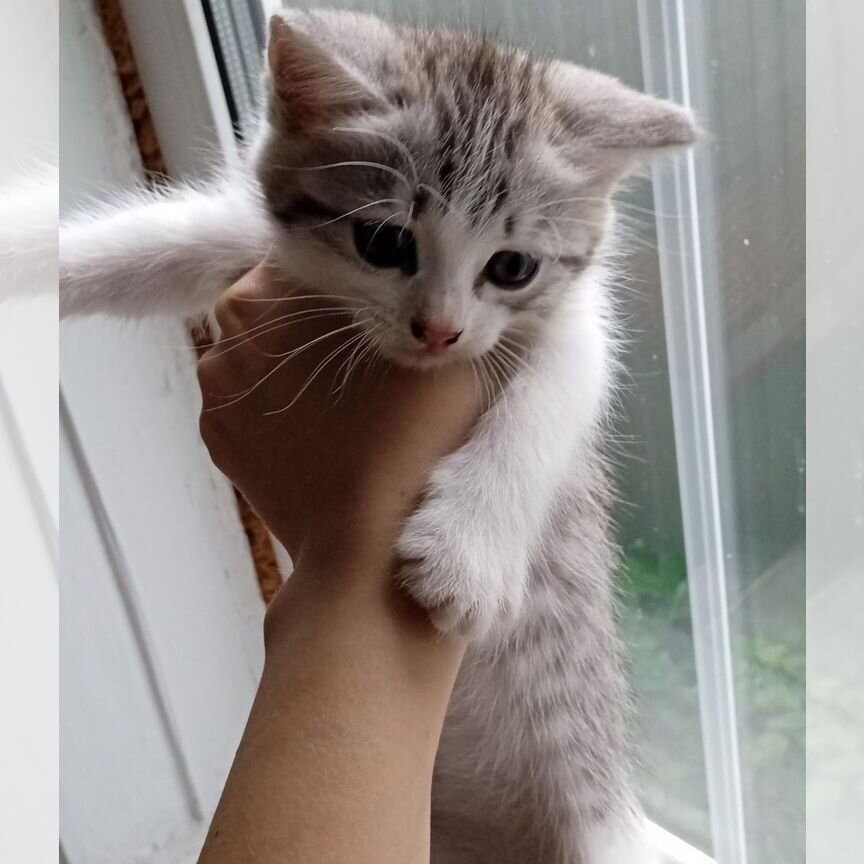 Отдаю котёнка в хорошие руки, полупородистый