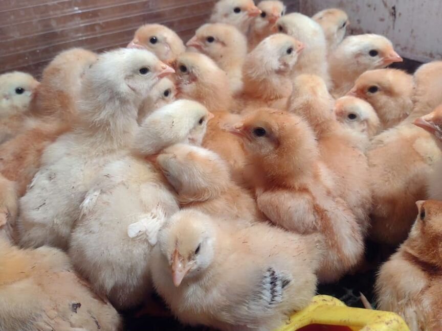 Цыплята редбро