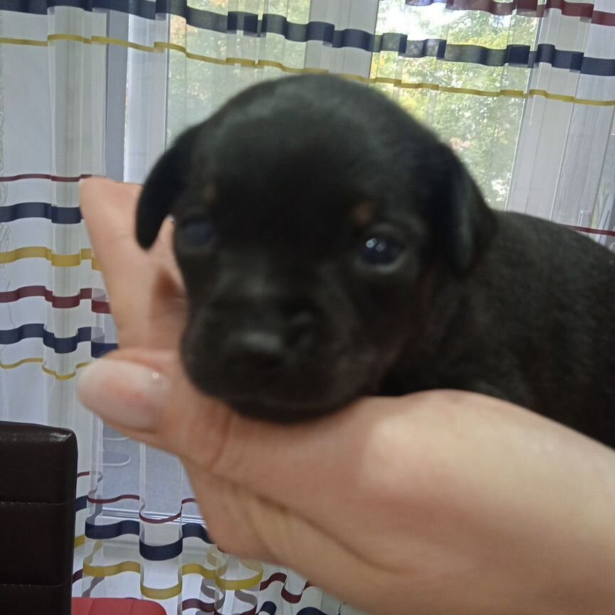 Продам щенка той-терьеа мальчик