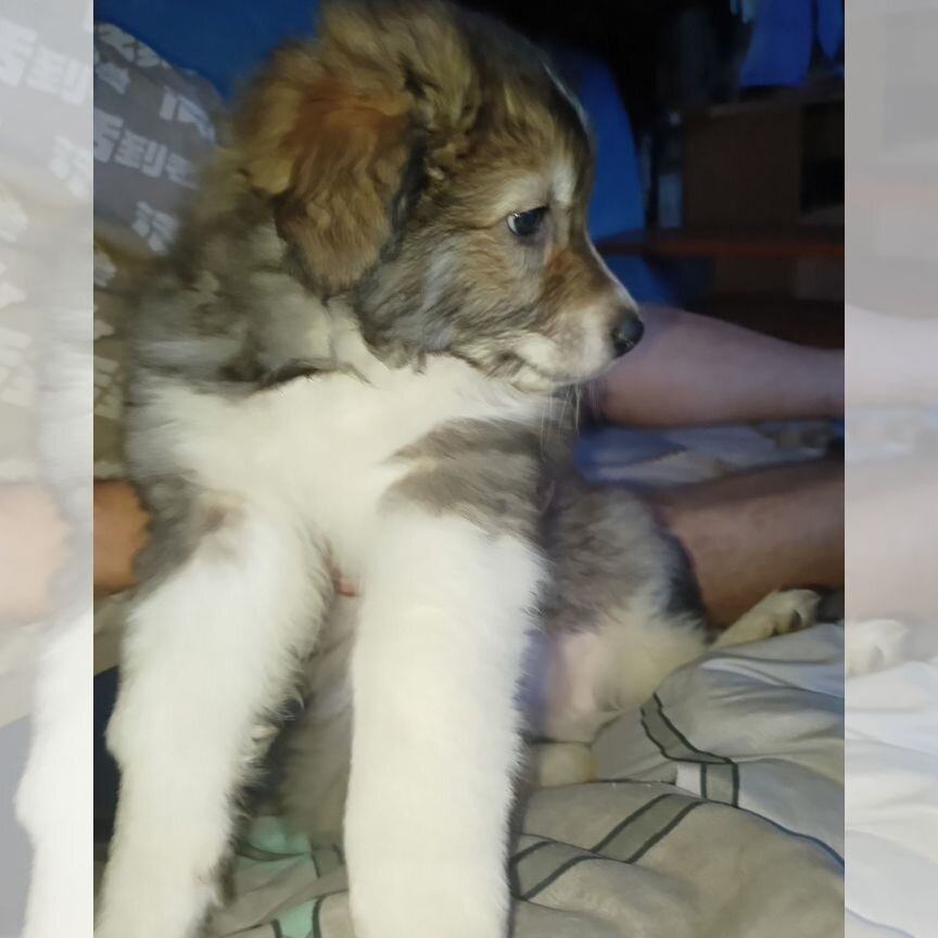 Щенок родился 23 сентябрь