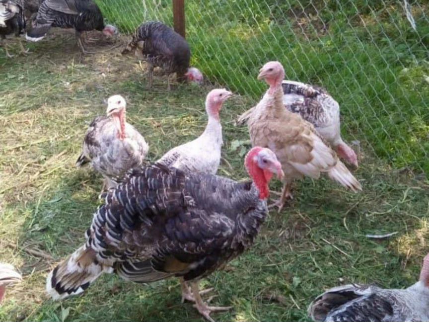 Индюки,индюшки и молодые петушки