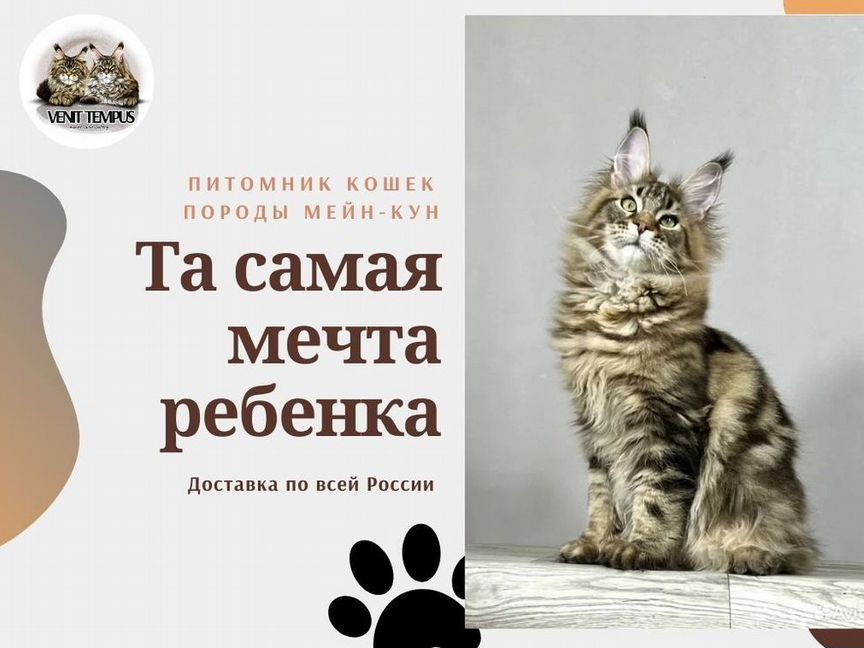Купить котенка