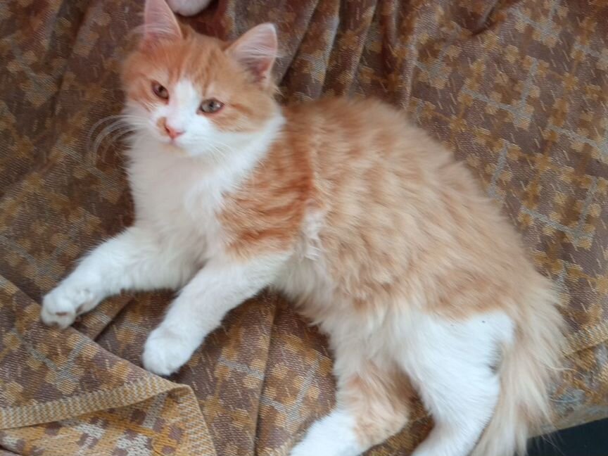 Котята-мышеловы