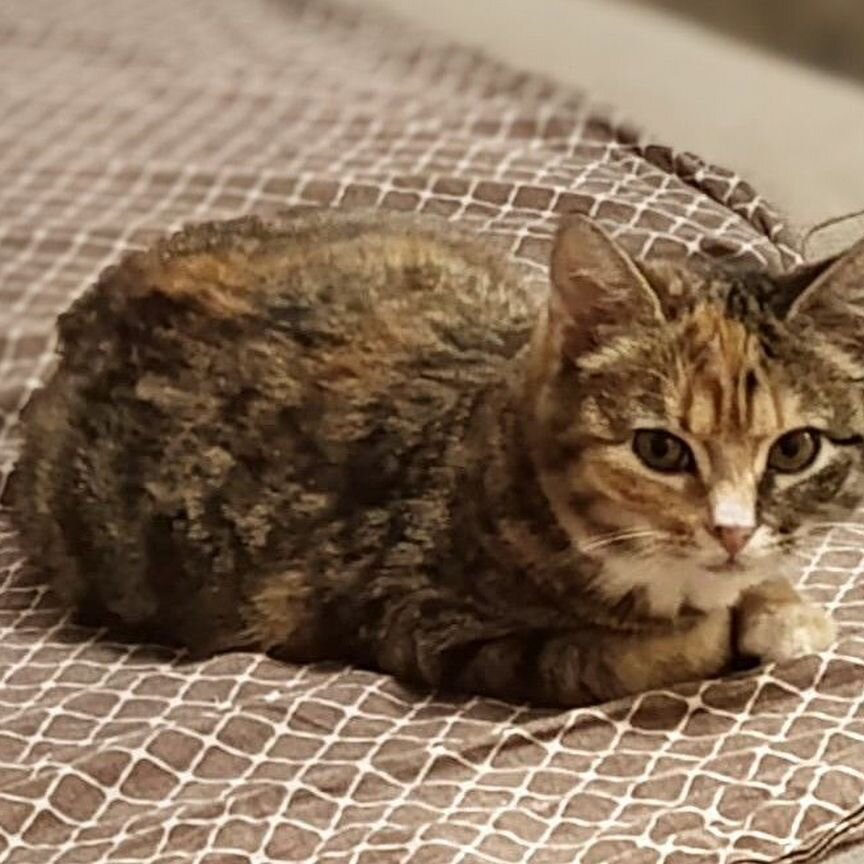 Котёнок от частного владельца