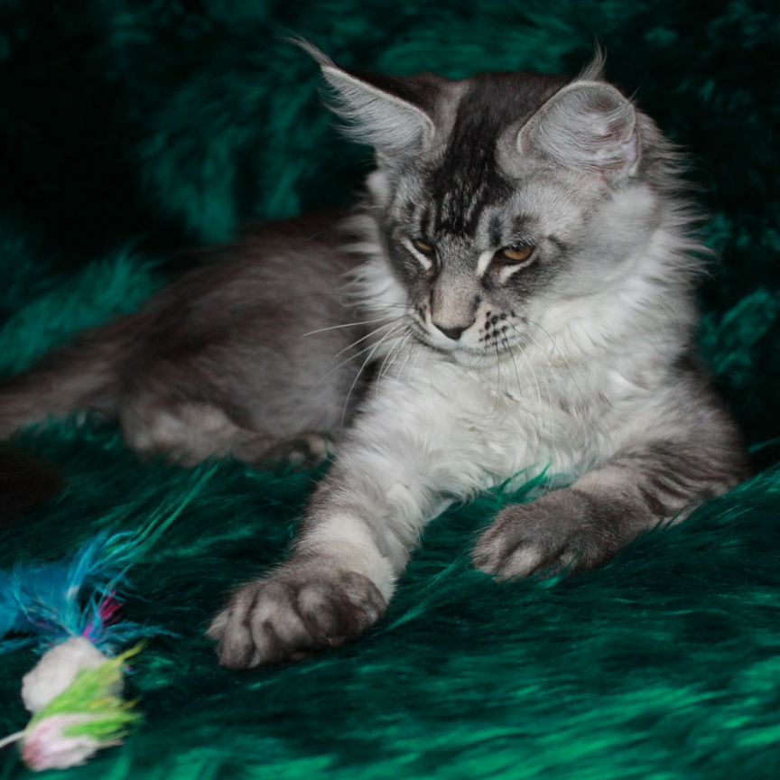 Мейн-кун котёнок