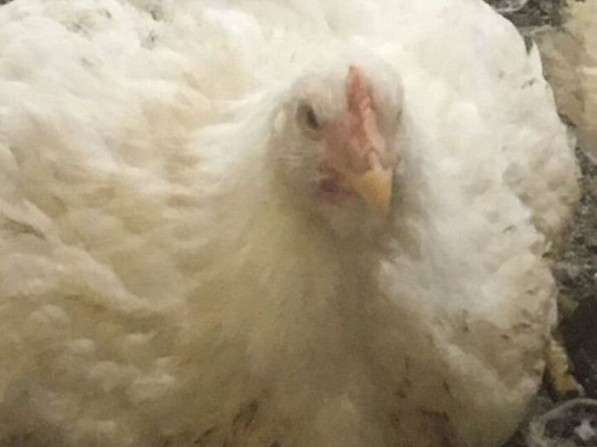 Куры бройлерные