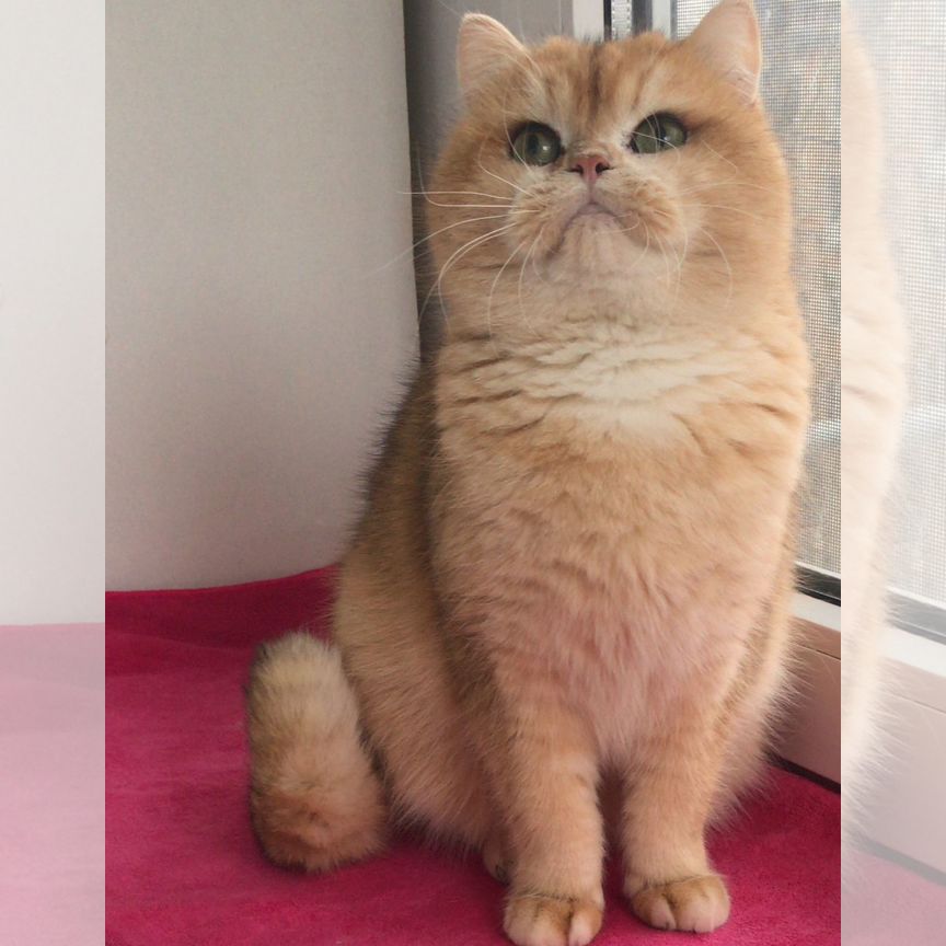 Котики в добрые руки