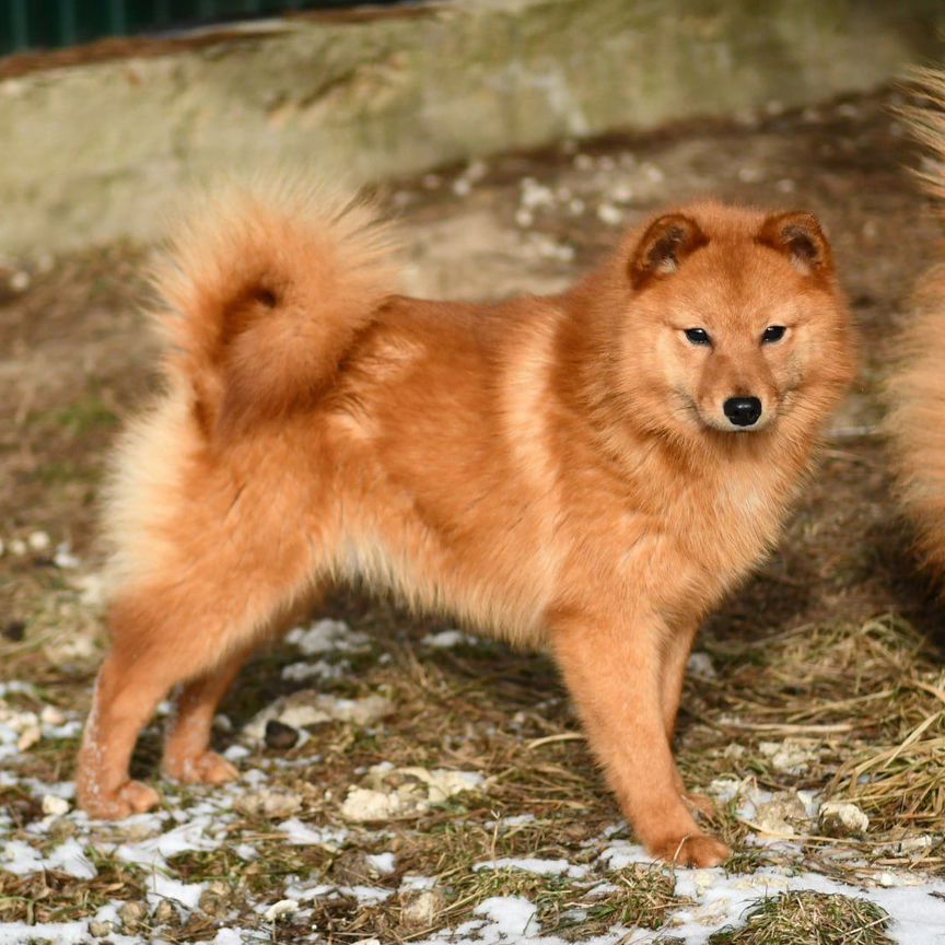 Карело-финская лайка, подрощенная сука