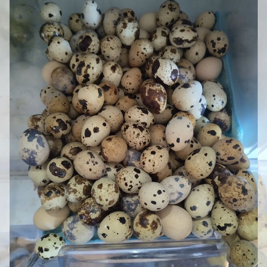 Яйца перепелиные домашние