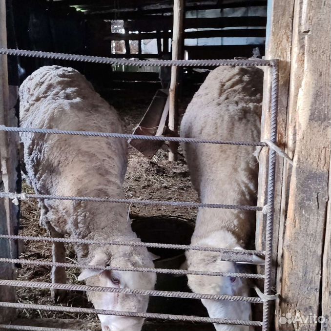 Баран на племя