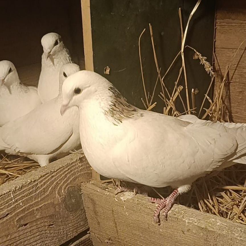 Продажа голубей