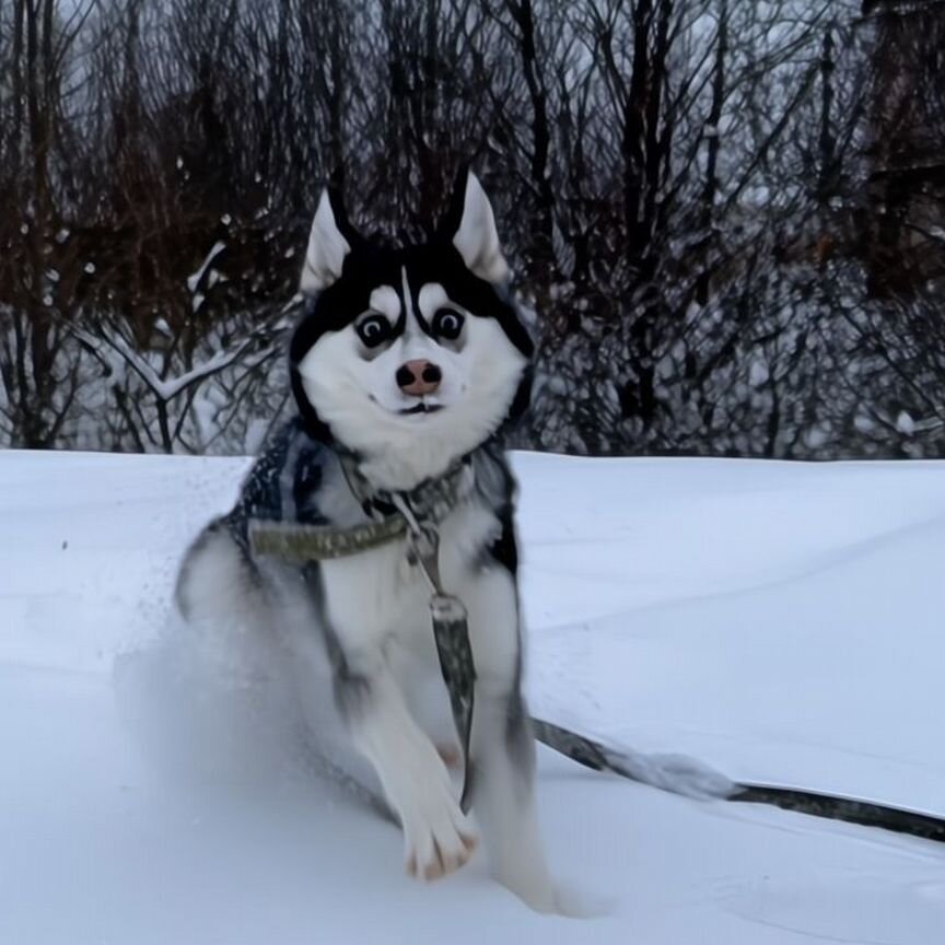 Помски, щенок
