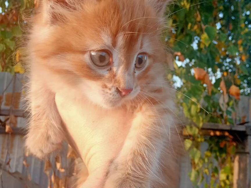 Рыжий котик