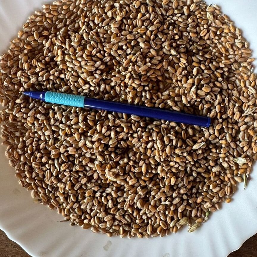 Зерно пшеница овес