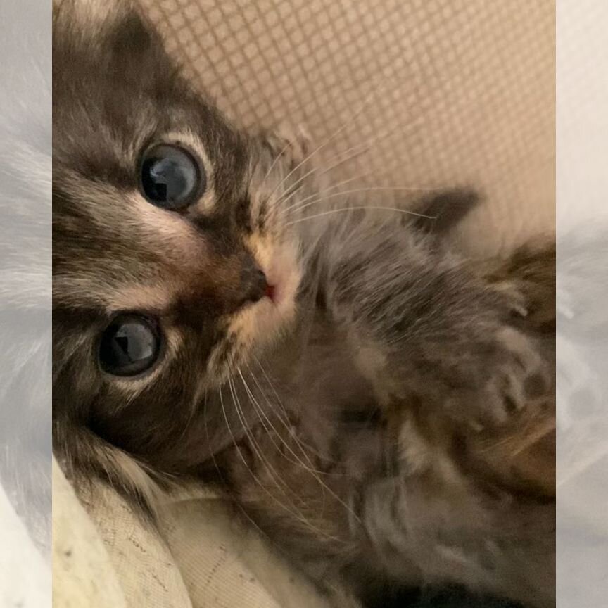 Шотландские котяты
