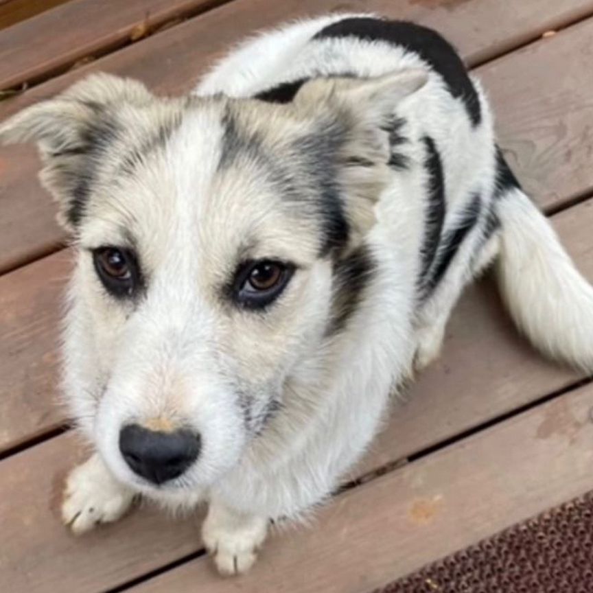 Добрая собака "Белочка" ищет семью