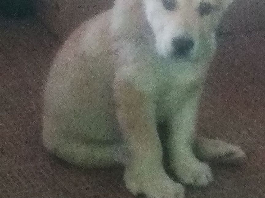 Среднеазиатская овчарка алабай щенки