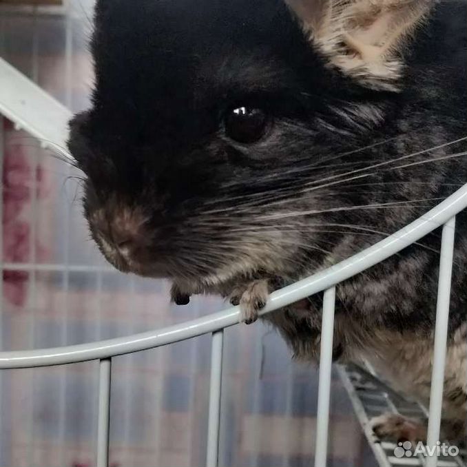 Прекрасный ручной общительный парень шиншилла