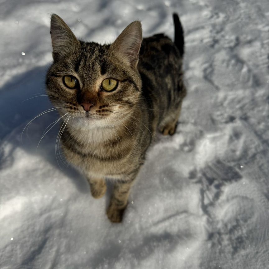 Кошка ласковая