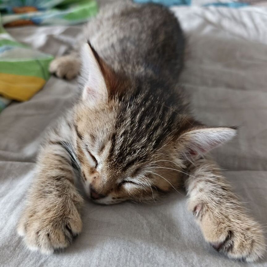 Котёнок в добрые руки