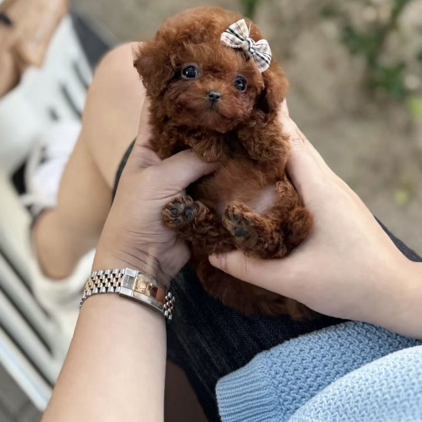 Мальтипу, щенок