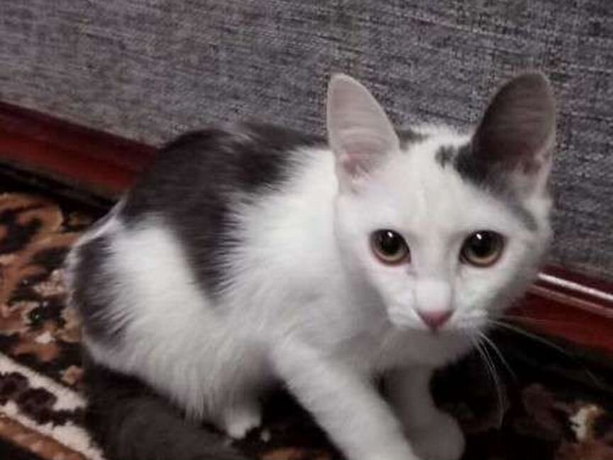 Котенок бело с серым, 8мес, девочка