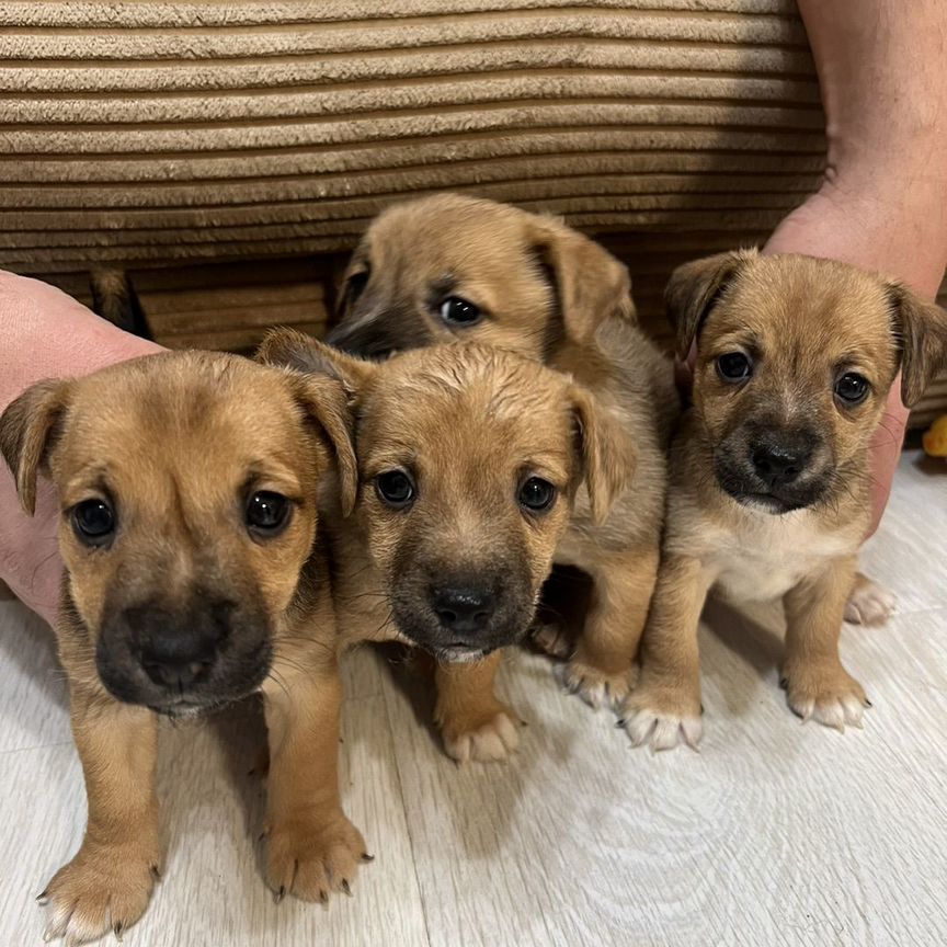 Отдам в добрые руки