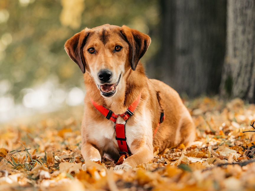 Метис гончей в добрые руки